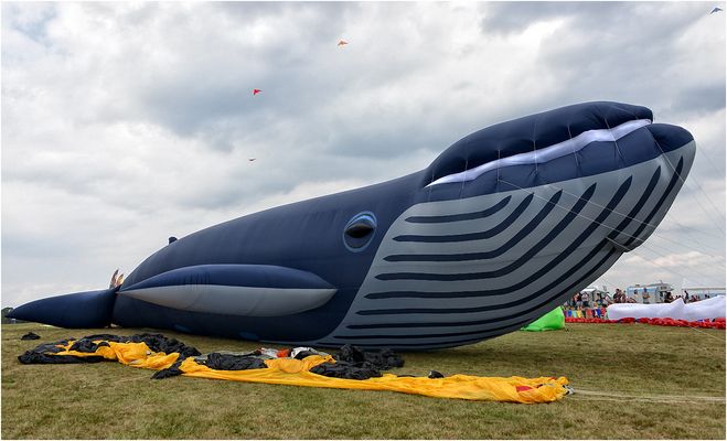 Walfisch Fotos & Bilder auf fotocommunity