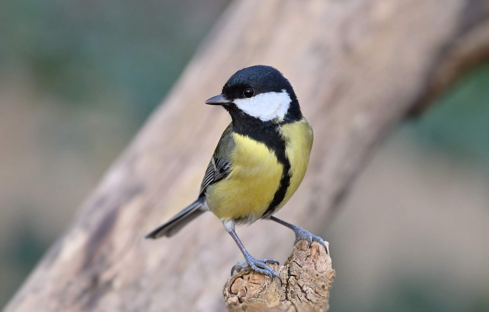 Ja bitte so bleiben... Foto & Bild | tiere, wildlife, wild lebende ...