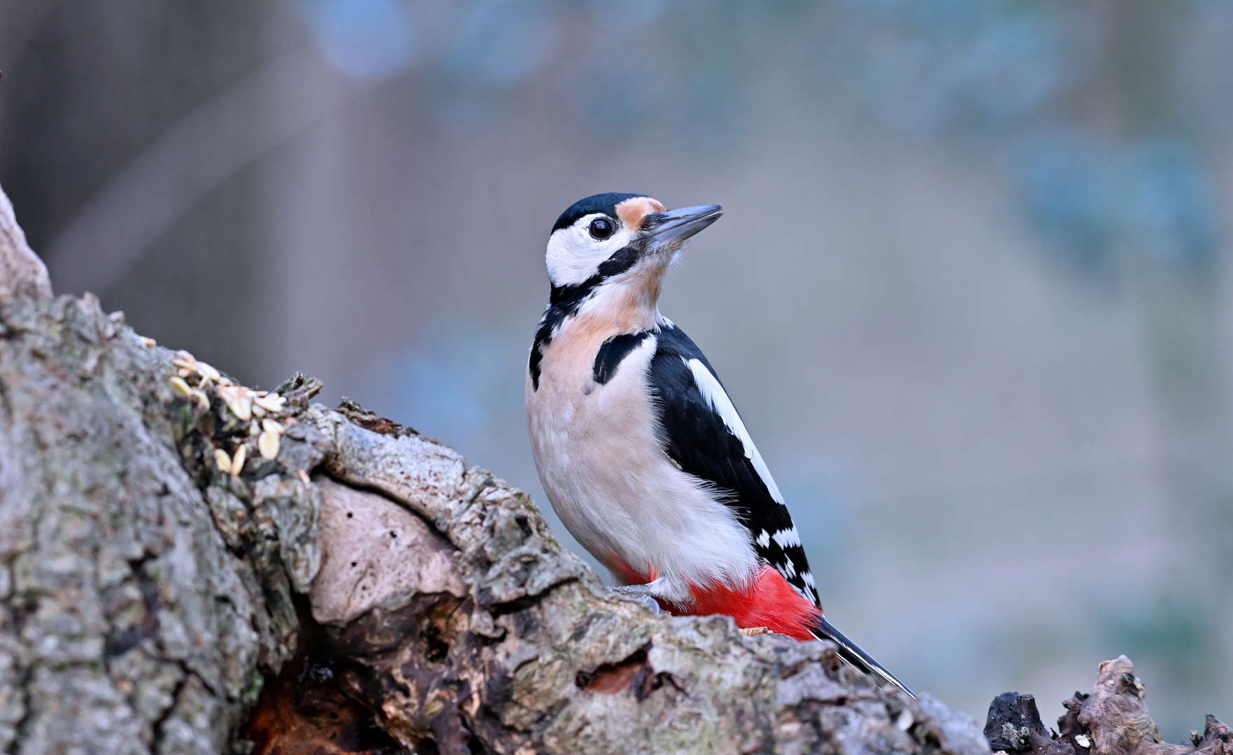 Ja bitte so bleiben... Foto & Bild | tiere, wildlife, wild lebende ...