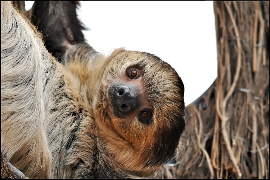 Ja... hallo erstmal !!! Foto & Bild | tiere, zoo, wildpark & falknerei ...