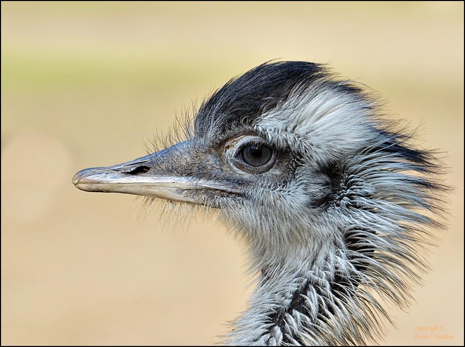 Ja hallo erstmal !!! Foto & Bild | tiere, zoo, wildpark & falknerei ...