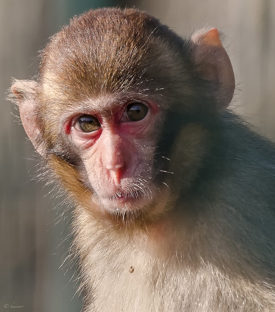 ja ich bin ein Primat !!! Foto & Bild | tiere, tierkinder, natur Bilder ...