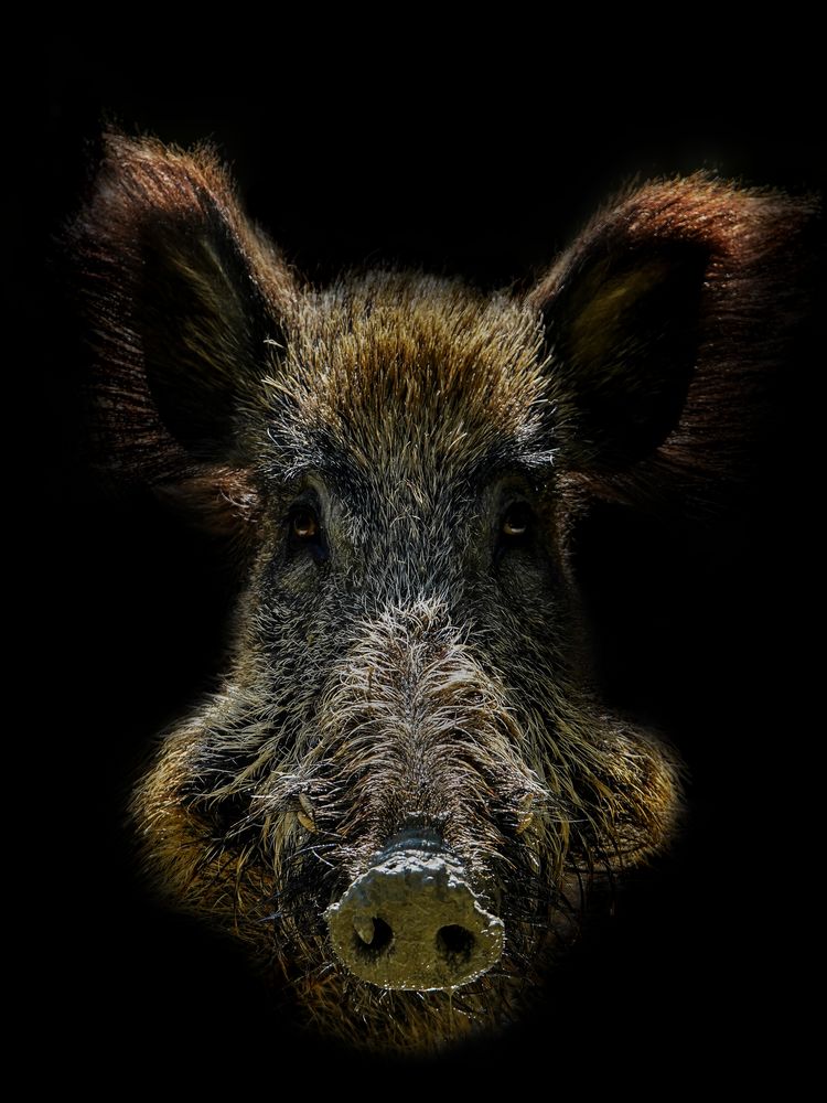 Ja ich bin ein Schwein, na und?!? Foto & Bild | tiere, fotokunst, bearbeitungs - techniken ...