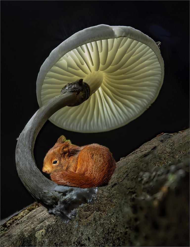 Ja ja ich weiß... Foto & Bild | natur, tiere, bearbeitungs - techniken Bilder auf fotocommunity