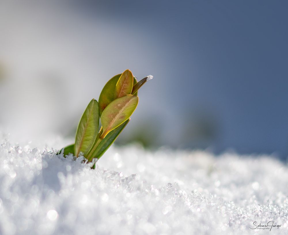 Ja nicht aufgeben! Foto & Bild | nikon, spezial, winter Bilder auf fotocommunity