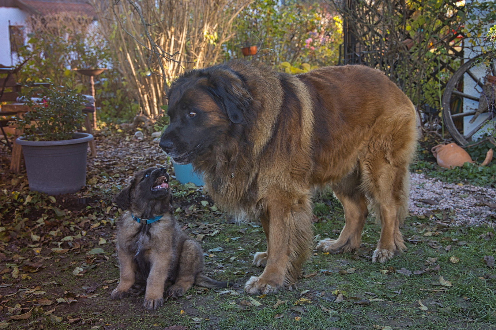 Ja so reißt man das Maul richtig auf Foto & Bild | tiere ...