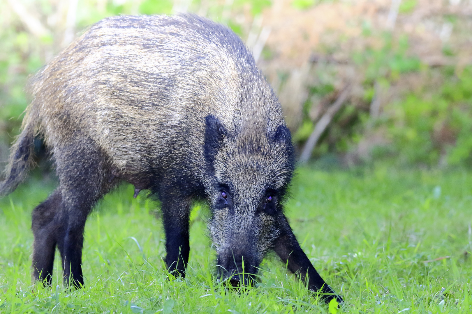 jabalí Imagen & Foto | animales, naturaleza, salvajes Fotos de ...