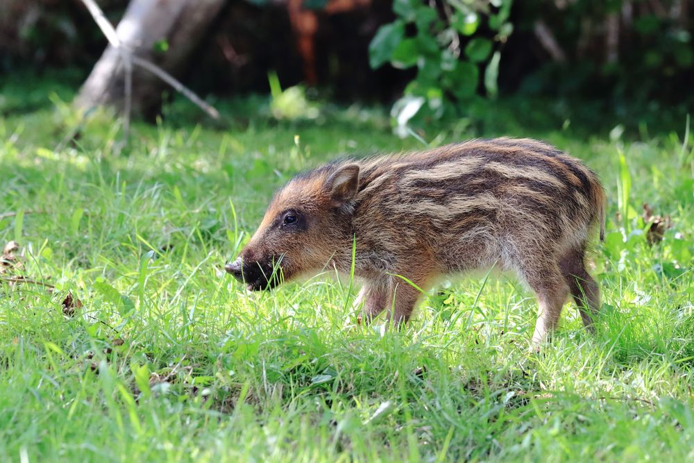 Jabato Imagen & Foto | animales, naturaleza, salvajes Fotos de ...