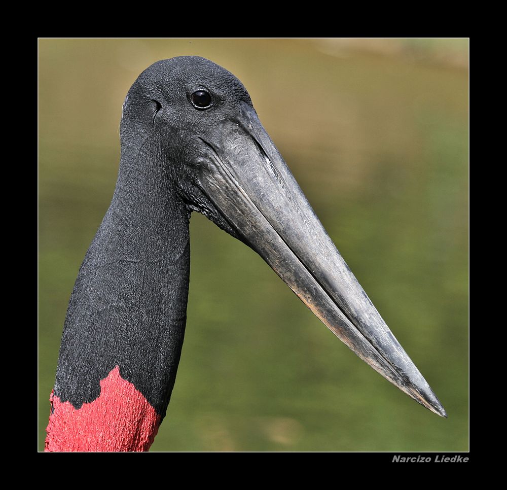 Jaburu Imagen & Foto | animales, aves, galeria Fotos de fotocommunity