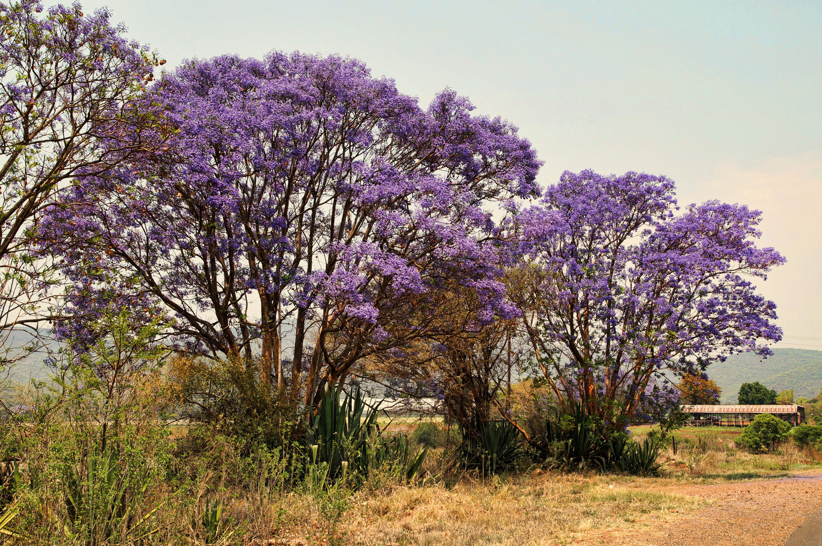 Jacaranda Foto & Bild | pflanzen, pilze & flechten, bäume, laubbäume ...
