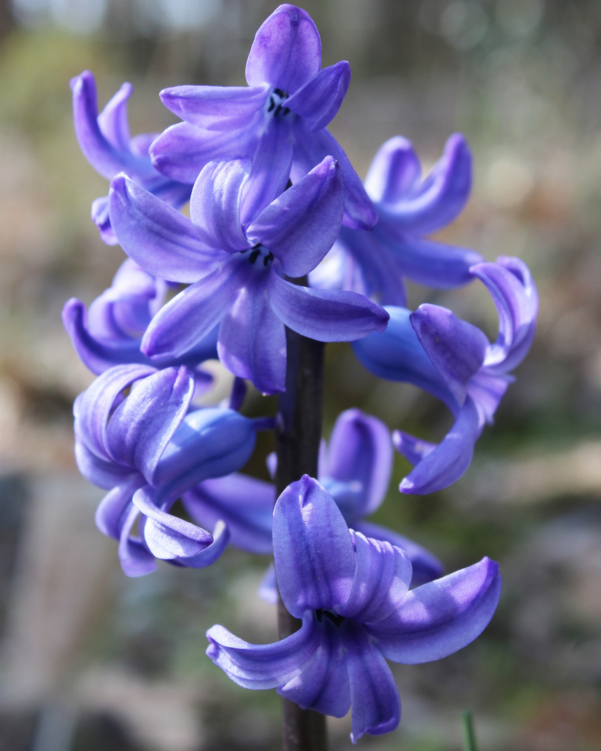 Jacintes photo et image | fleurs, nature Images fotocommunity