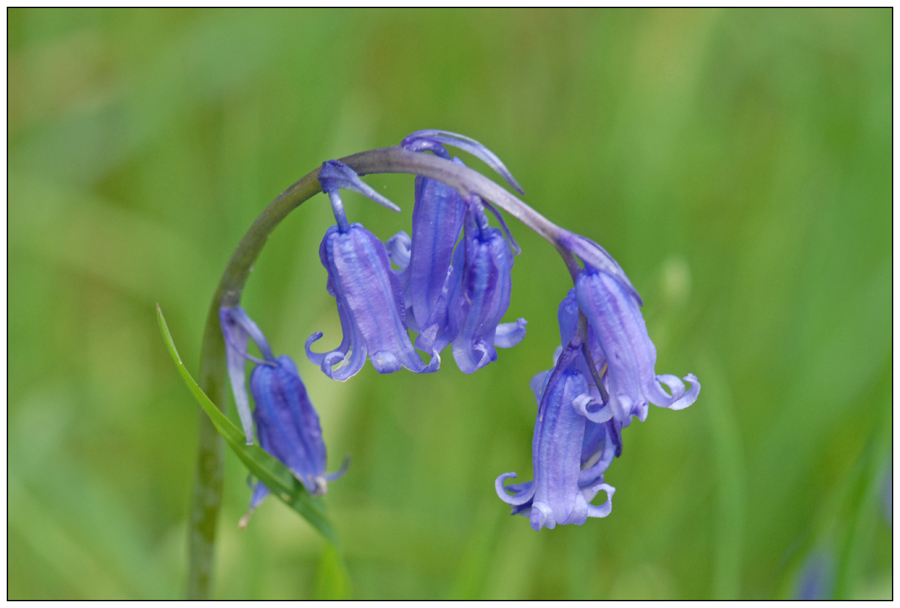 Jacinthe sauvage photo et image | macro nature, macro orchidées ...