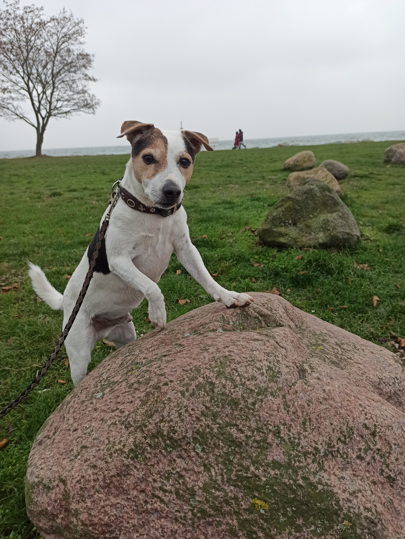 Jack Russel Best Model Foto & Bild | fotos, spezial, outdoor Bilder auf ...