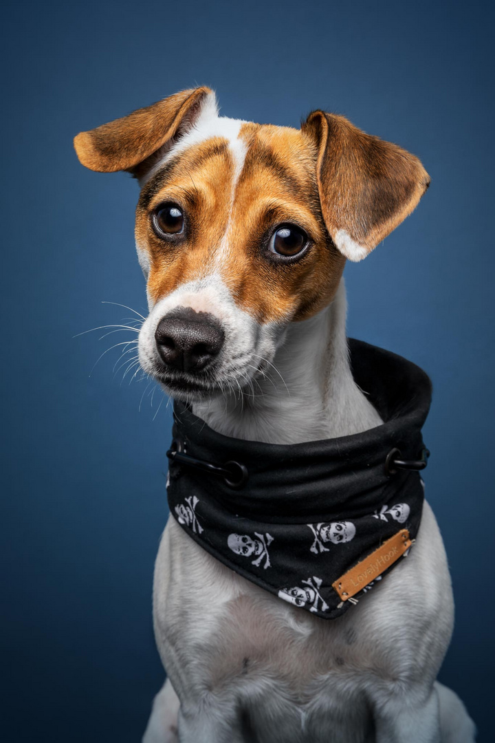 Jack Russel Terrier vor blauem Hintergrund Foto & Bild | tiere ...