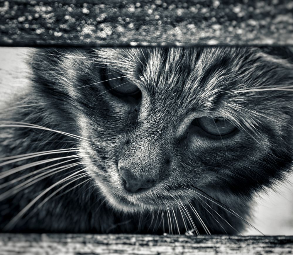Jack The Cat Foto & Bild | fotos, art, world Bilder auf fotocommunity