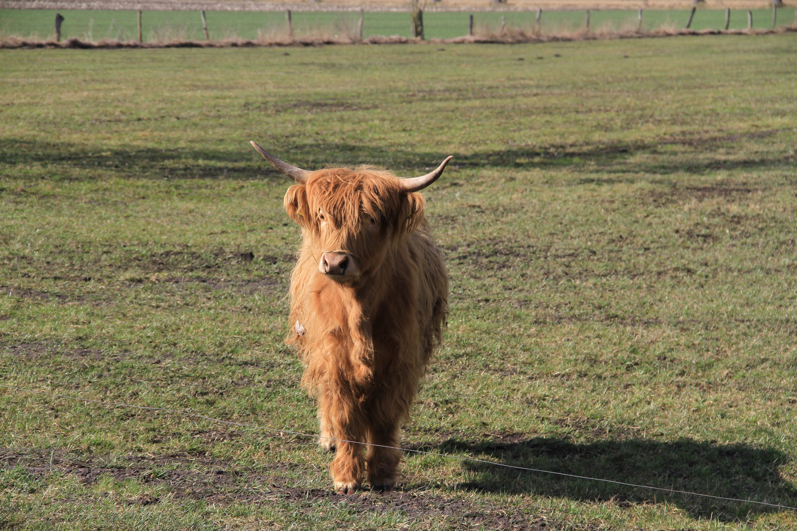 Jacks Rind Foto & Bild | tiere, wildlife, säugetiere Bilder auf ...