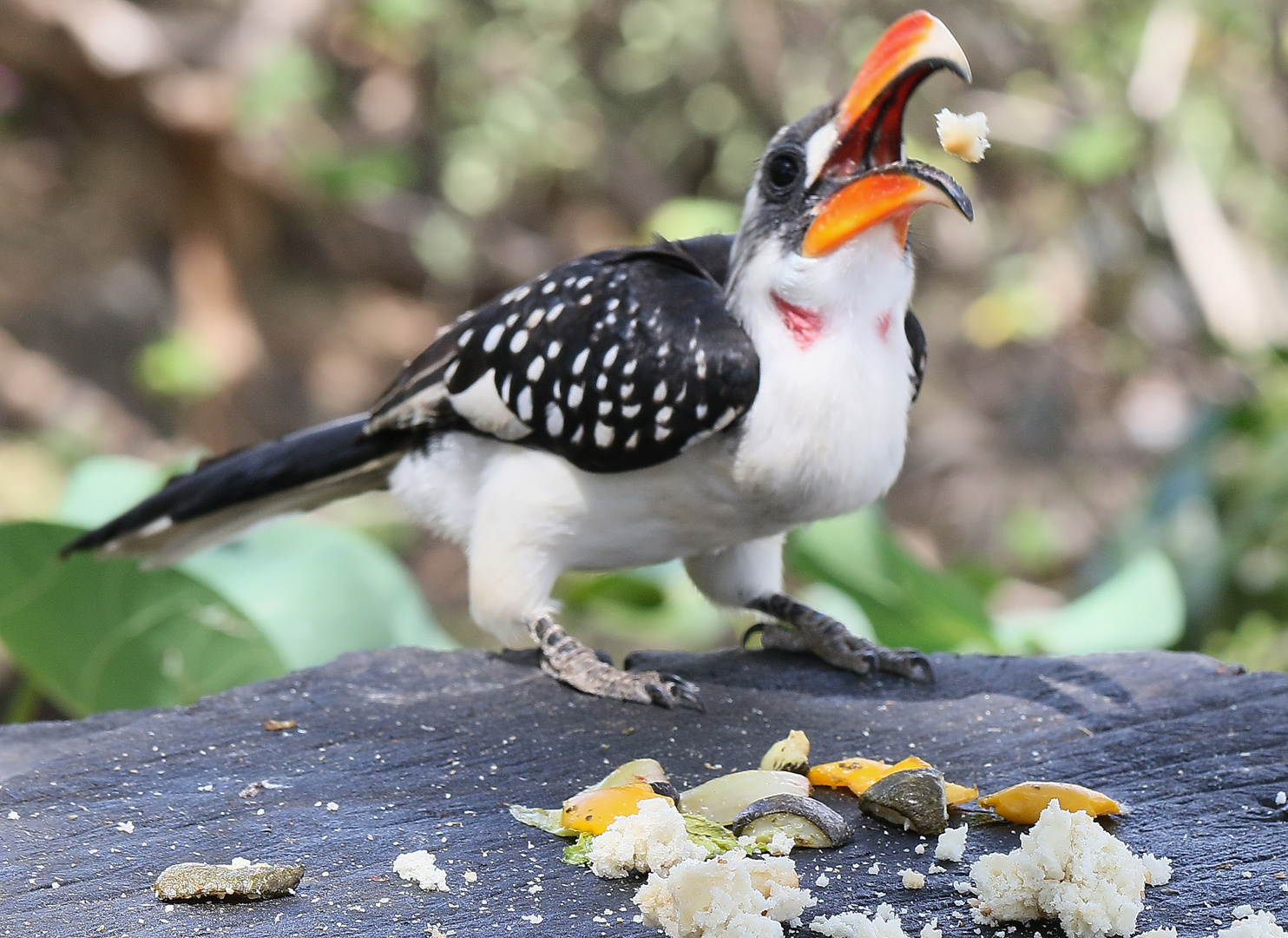 Jackson-Toko - Tockus jacksoni Foto & Bild | natur, vögel, wildlife ...
