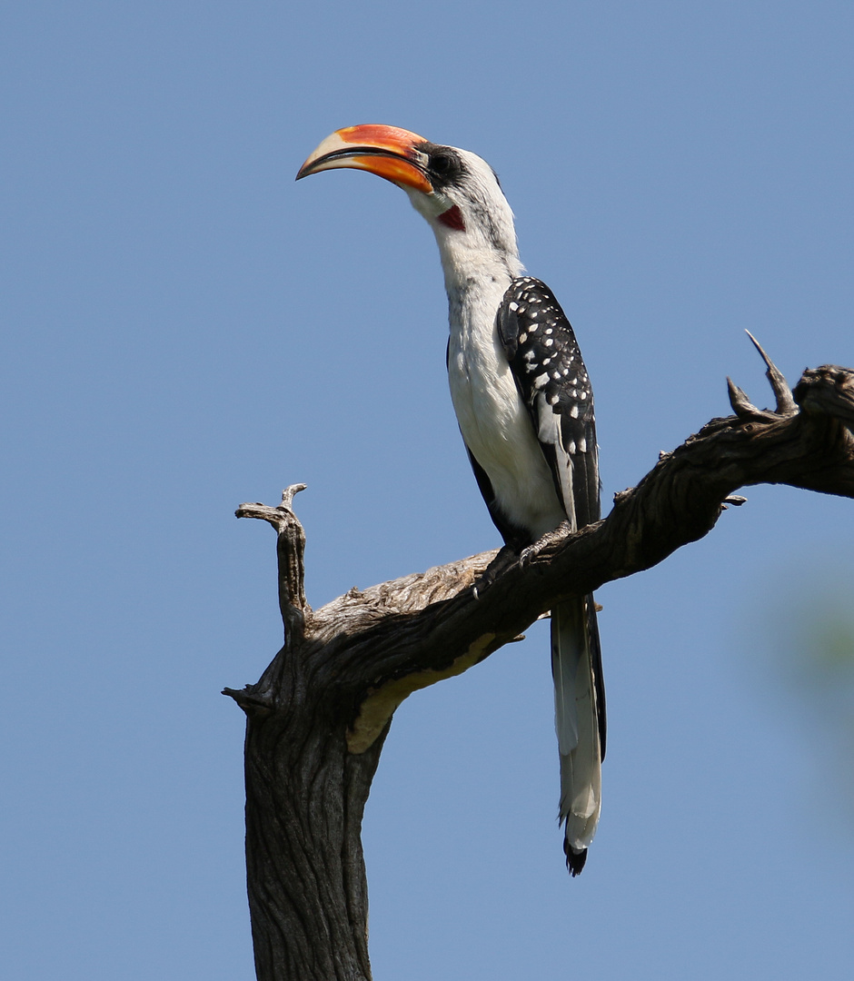 Jackson-Toko - Tockus jacksoni - Männchen Foto & Bild | natur, vögel ...