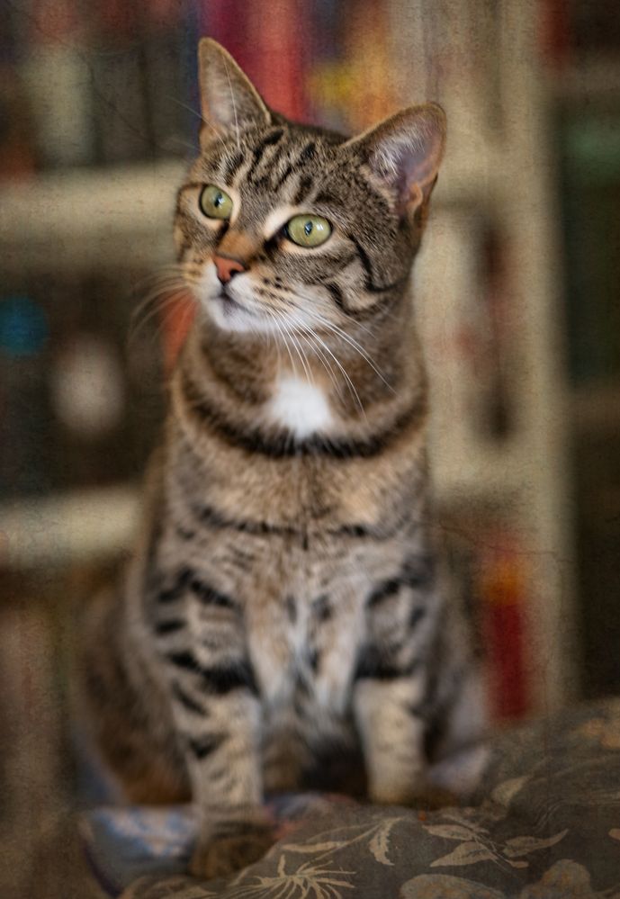 Jacky im April Foto & Bild | natur, katzen, tiere Bilder auf fotocommunity