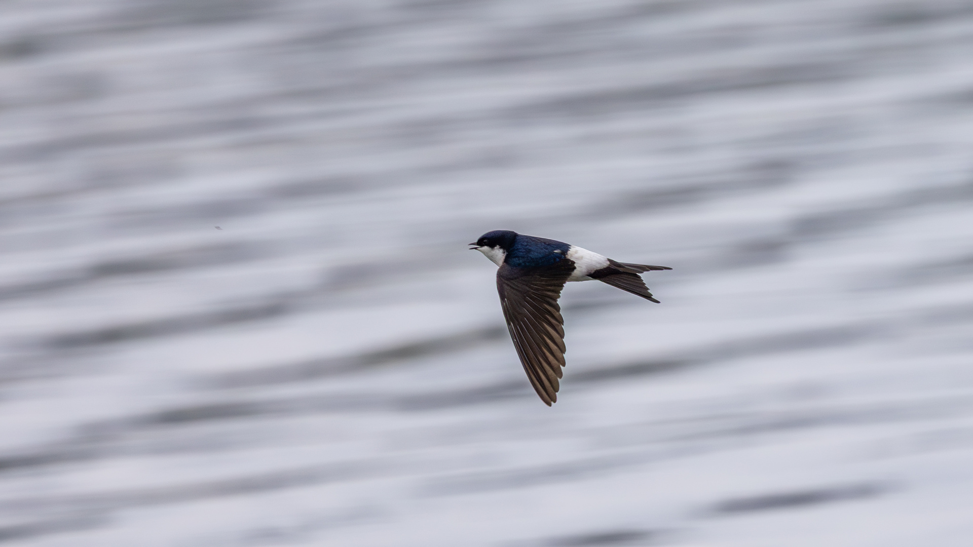 Jäger und Beute Foto & Bild | world, wasser, natur Bilder auf fotocommunity