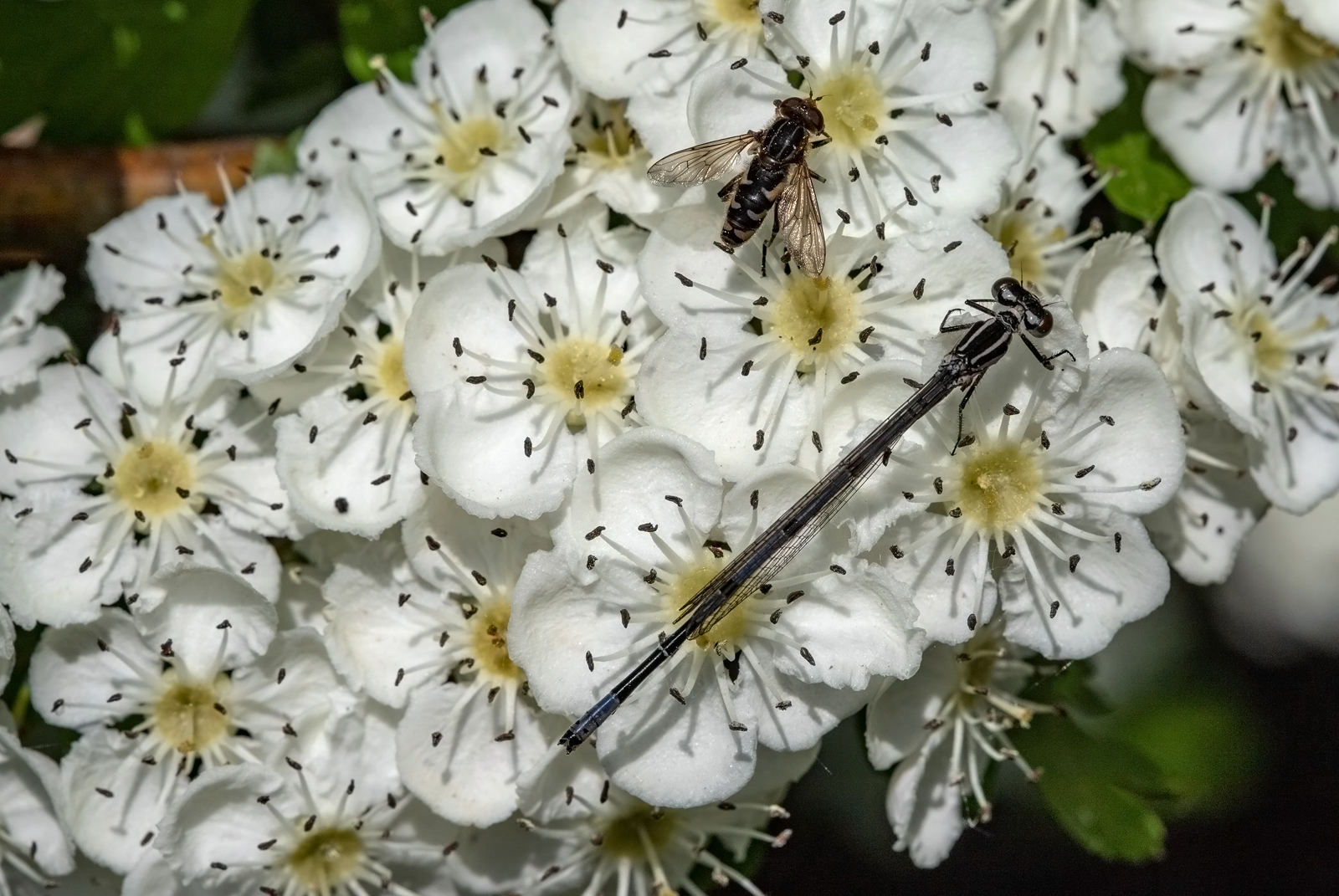 Jäger und Beute Foto & Bild | tiere, wildlife, insekten Bilder auf ...