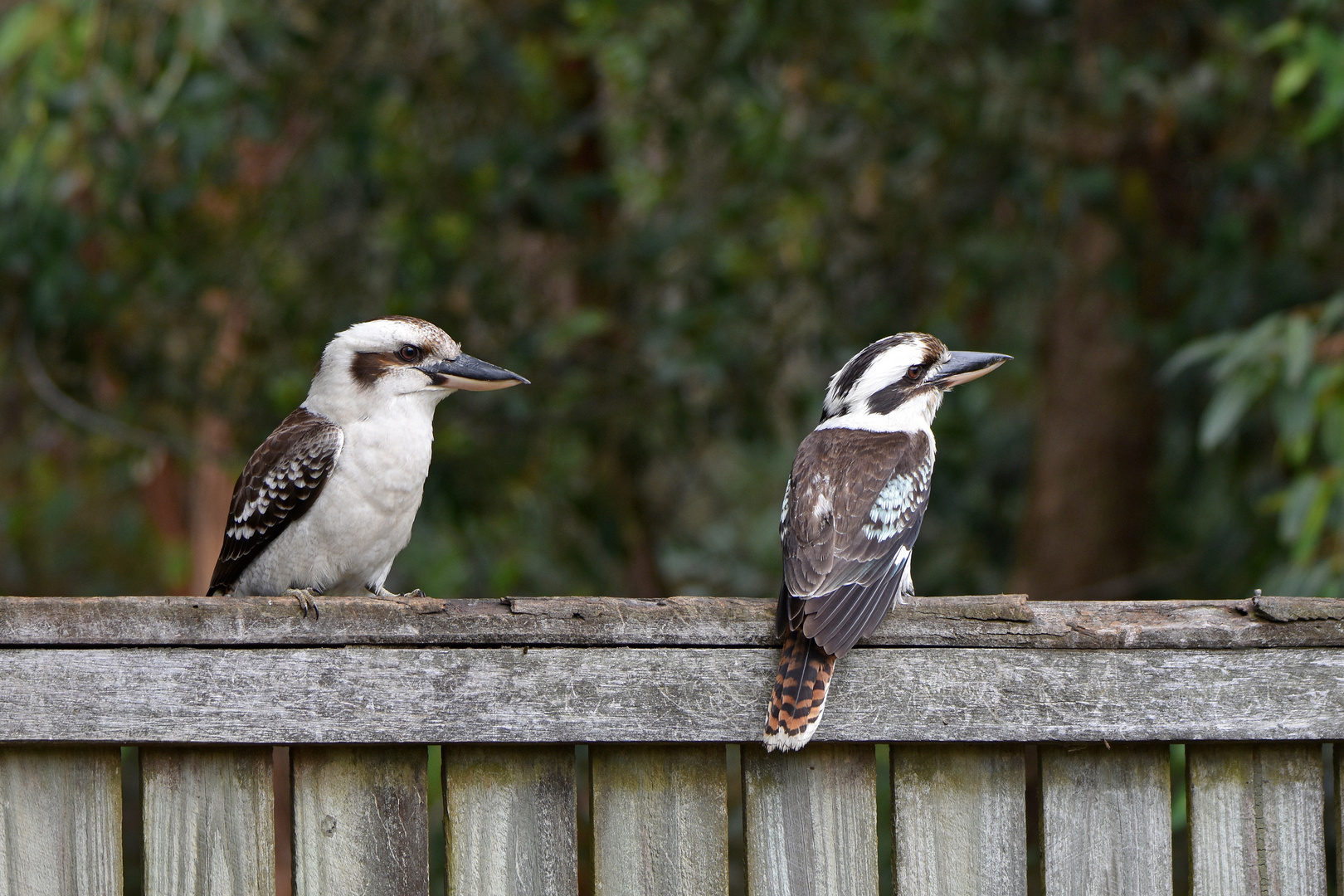 Jägerliest (Dacelo novaeguineae) ... Foto & Bild | australia & oceania ...