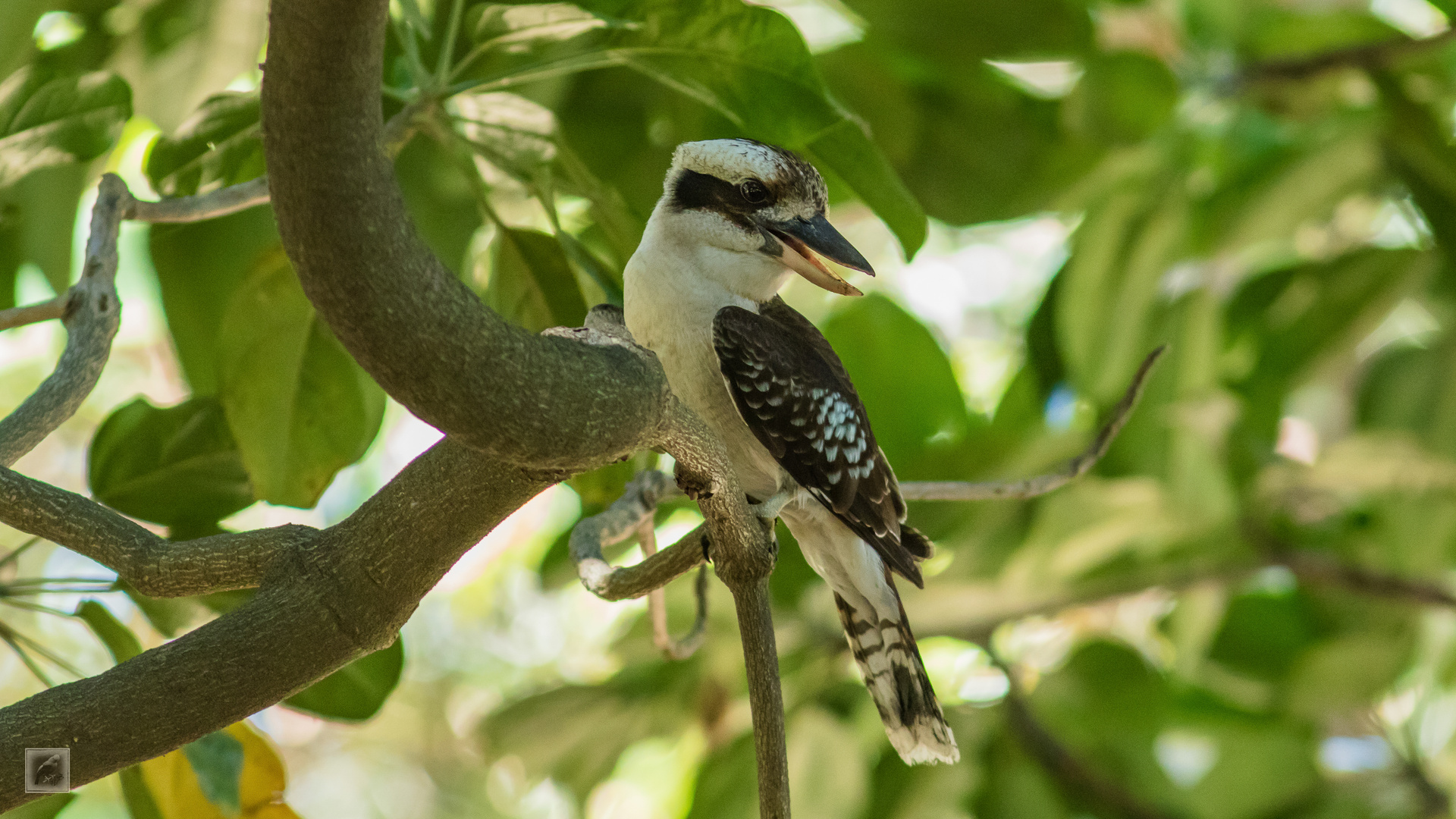 Jägerliest (Dacelo novaeguineae) Foto & Bild | tiere, wildlife, wild ...
