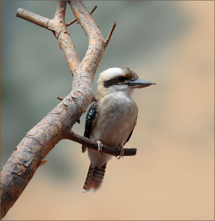 Jägerliest-Dacelo novaeguineae Foto & Bild | world, deutschland ...