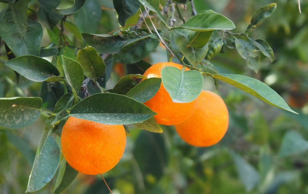 Jaffa Orangen Foto & Bild | baum, natur, pflanzen Bilder auf fotocommunity