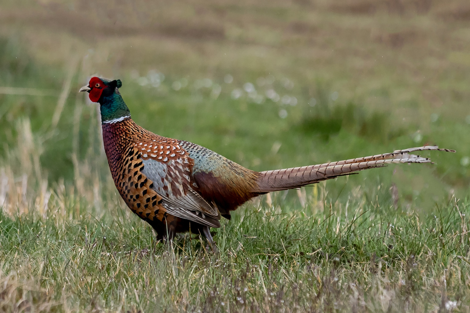 Jagdfasan (Phasianus colchicus) Foto & Bild | natur, see, landschaft Bilder auf fotocommunity