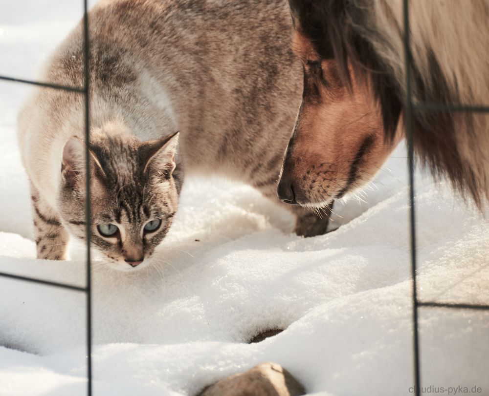 Jagdgemeinschaft Foto & Bild | tiere, haustiere, katzen Bilder auf fotocommunity