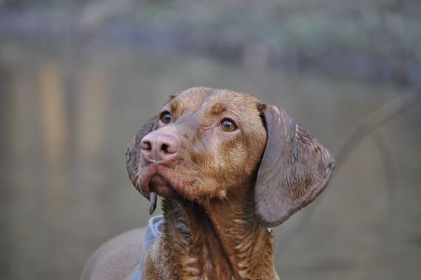 Jagdhunde bei der Arbeit Bilder & Fotos