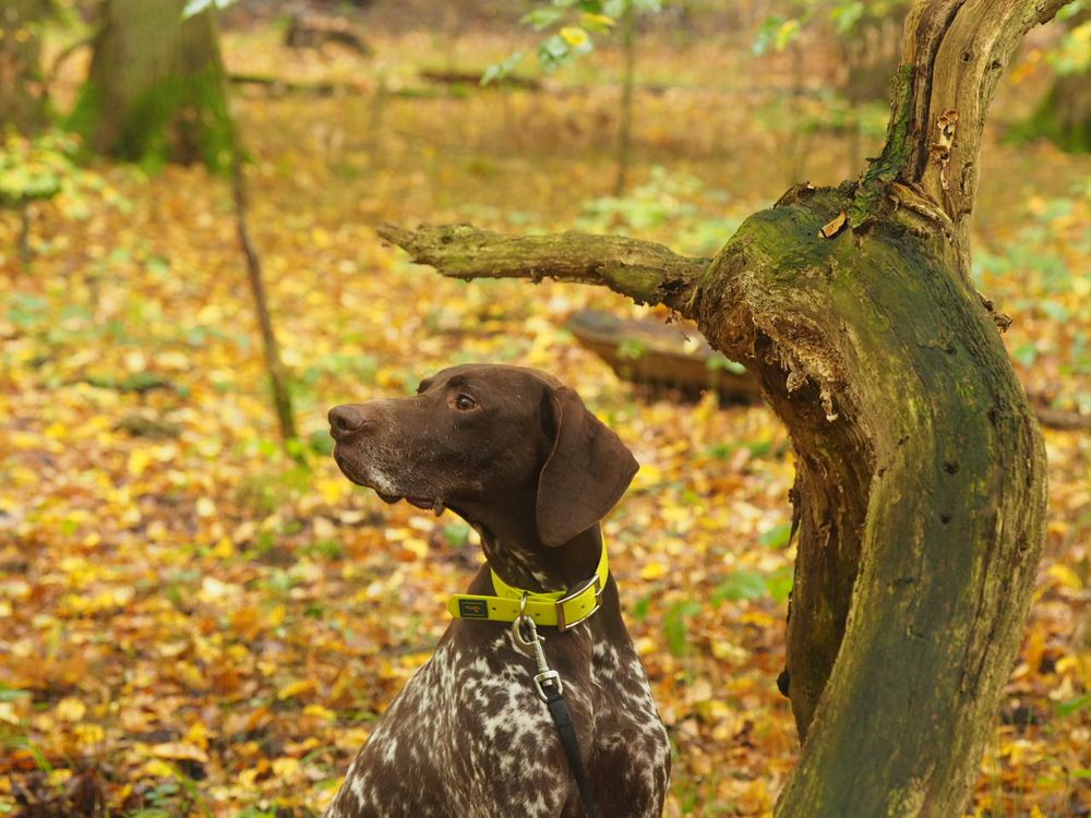 Jagdhund Foto & Bild | tiere, haustiere, hunde Bilder auf fotocommunity