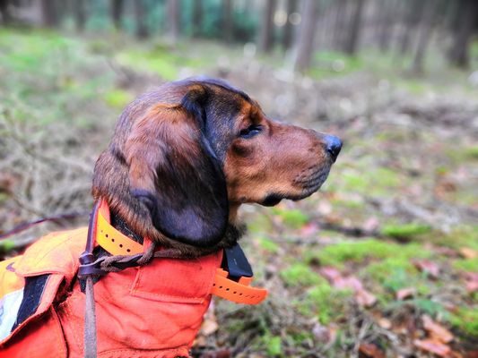 Jagdhunde bei der Arbeit Bilder & Fotos