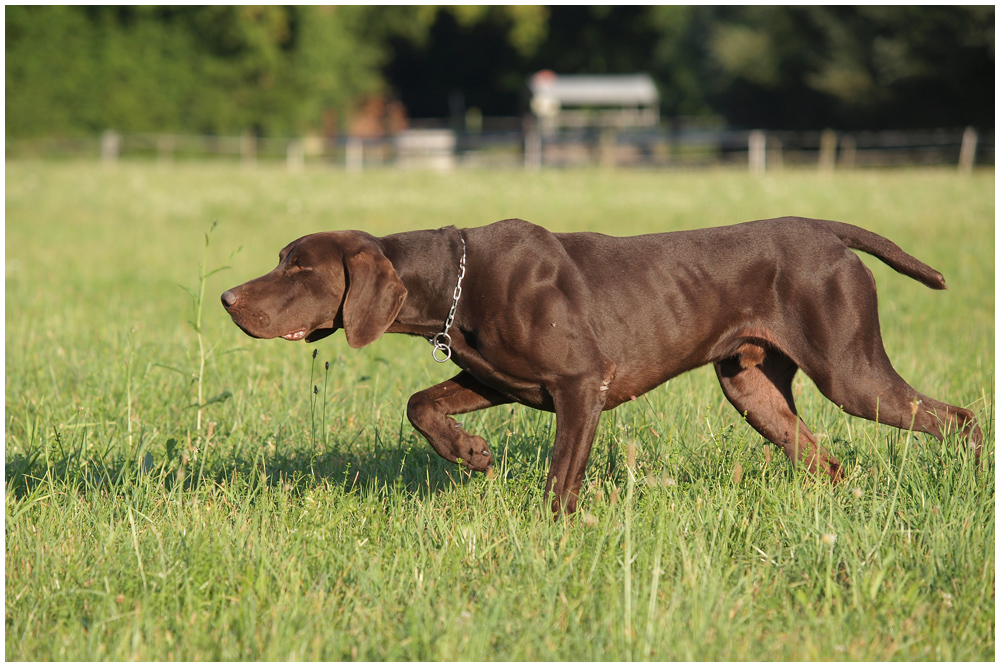 Jagdhund Übung Vorstehen Foto & Bild | tiere, haustiere, hunde Bilder ...