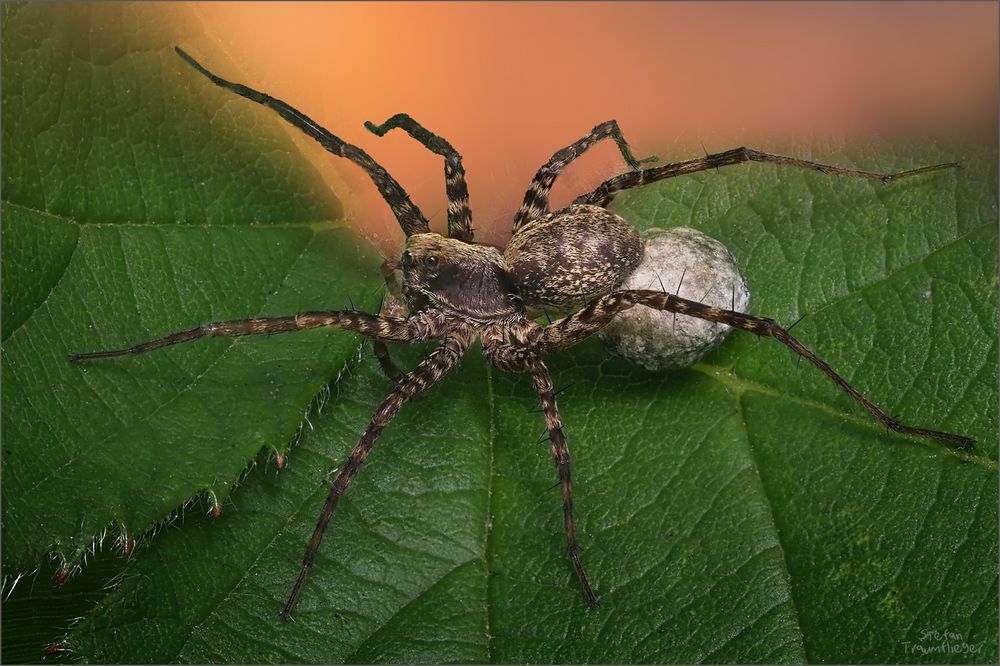 Jagdspinne Foto & Bild | tiere, wildlife, spinnen Bilder auf fotocommunity