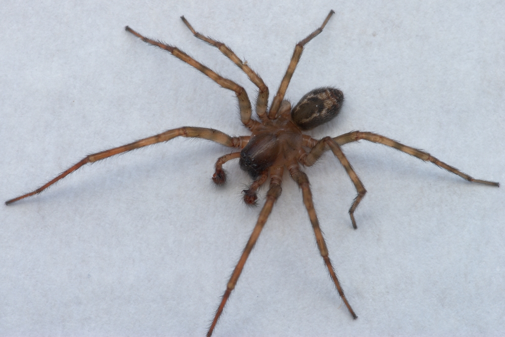 Jagdspinne Foto & Bild | tiere, wildlife, spinnen Bilder auf fotocommunity