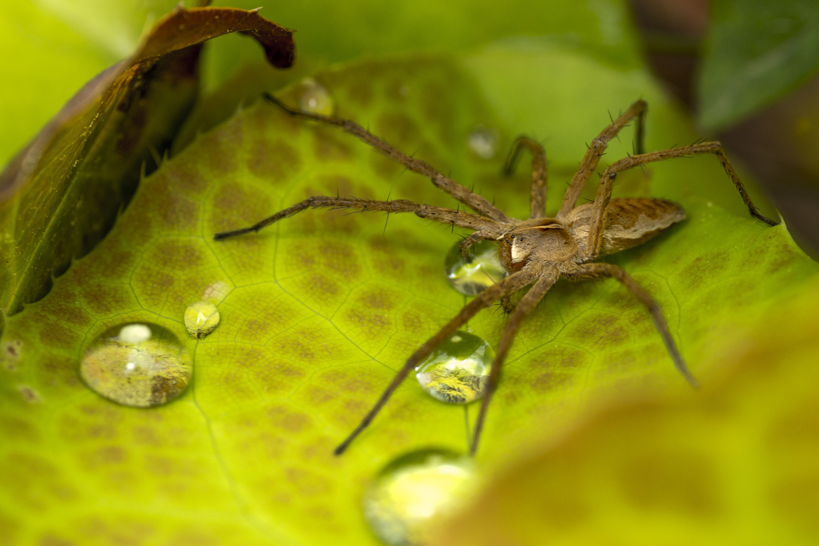 Jagdspinne Foto & Bild | tiere, wildlife, spinnen Bilder auf fotocommunity