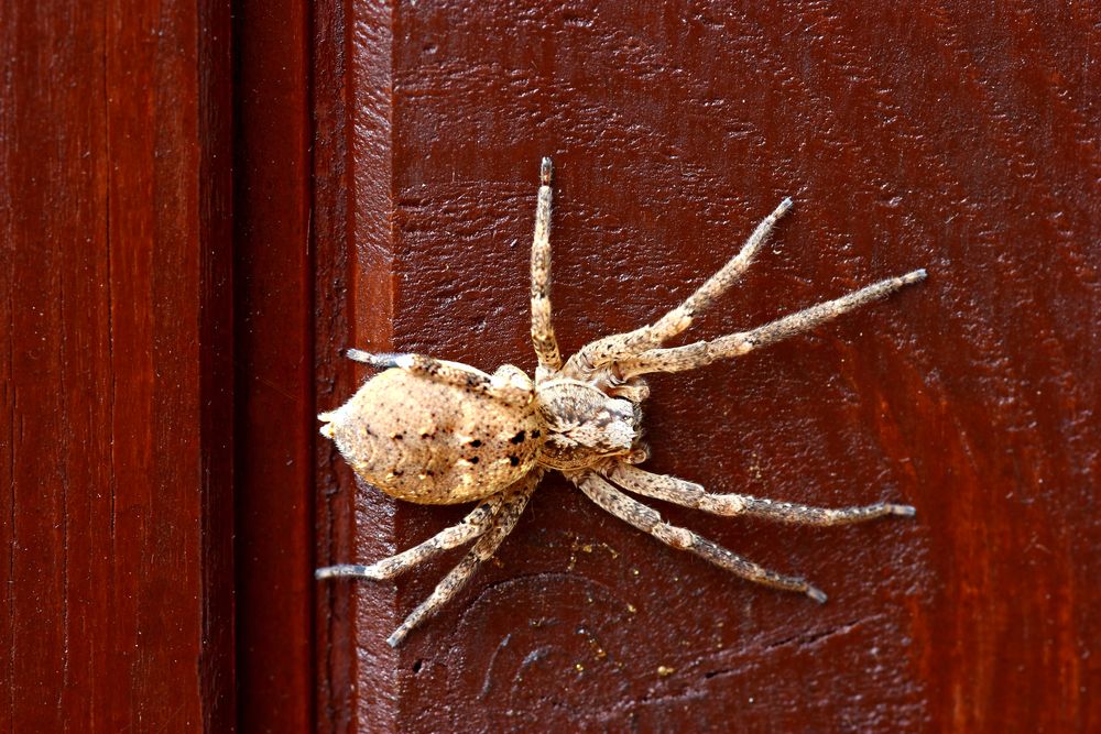 Jagdspinne Foto & Bild | natur, tiere, wildlife Bilder auf fotocommunity