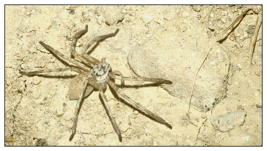 Jagdspinne im Negev Foto & Bild | natur, tiere, wildlife Bilder auf ...