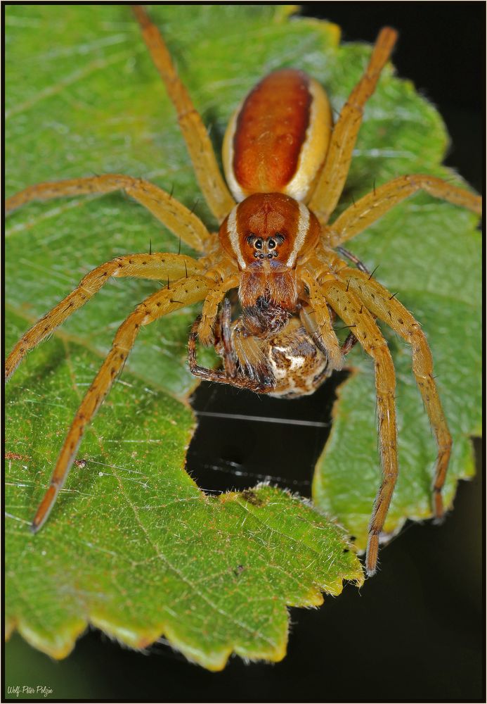 Jagdspinne mit erbeuteter Radnetzspinne Foto & Bild | natur, tiere ...