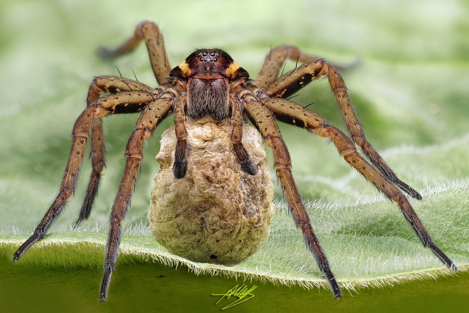 Jagdspinne mit Kokon Foto & Bild | tiere, wildlife, spinnen Bilder auf ...