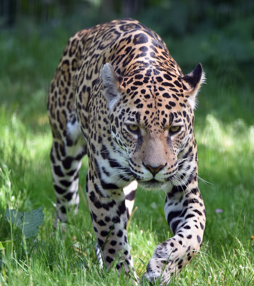 Jaguar (Panthera onca) Foto & Bild | tiere, zoo, wildpark & falknerei ...