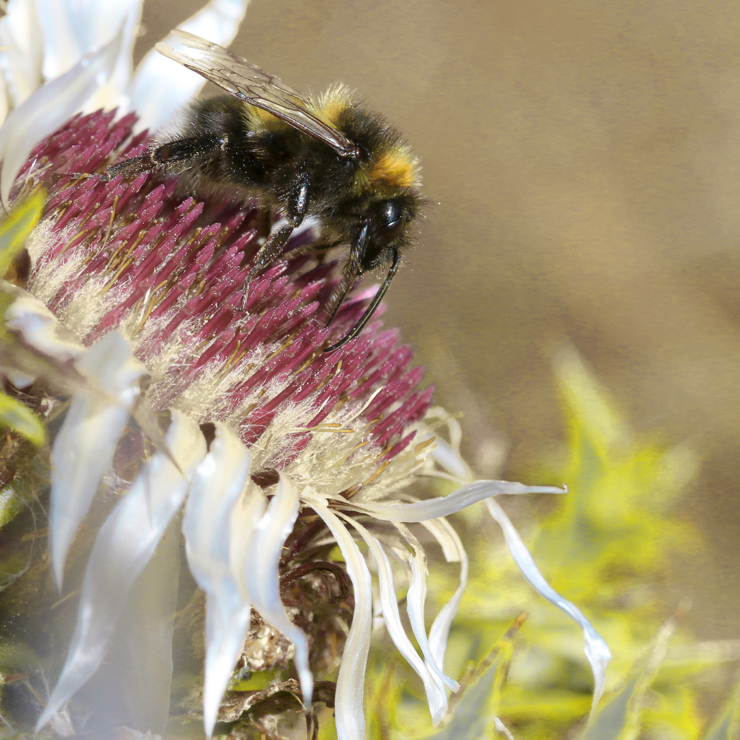 J'ai le bourdon !!! photo et image | macro nature, macro insectes, les ...