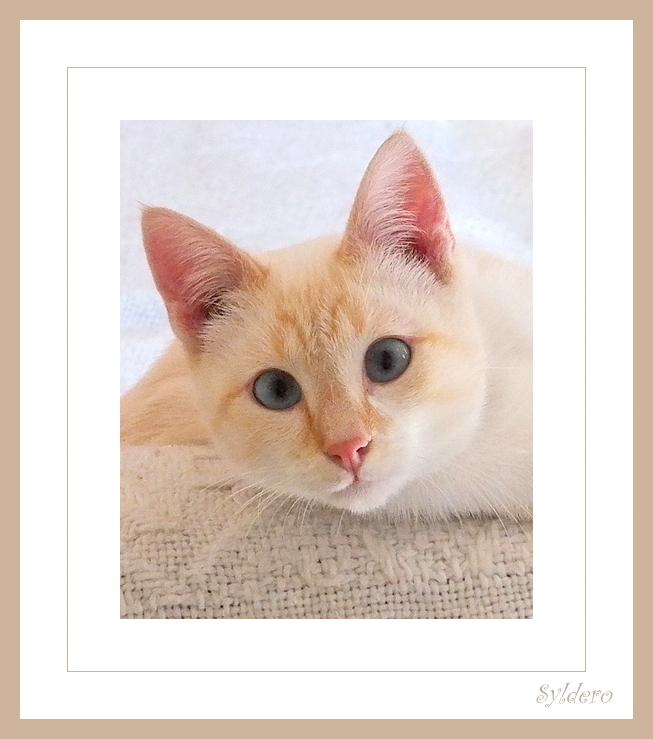 J'ai un chat qui louche photo et image | nature, orange, animaux Images ...