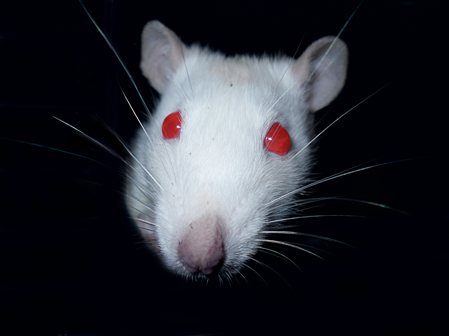 Jamie Albino Ratte Foto & Bild | tiere, tierdetails, pictures Bilder ...