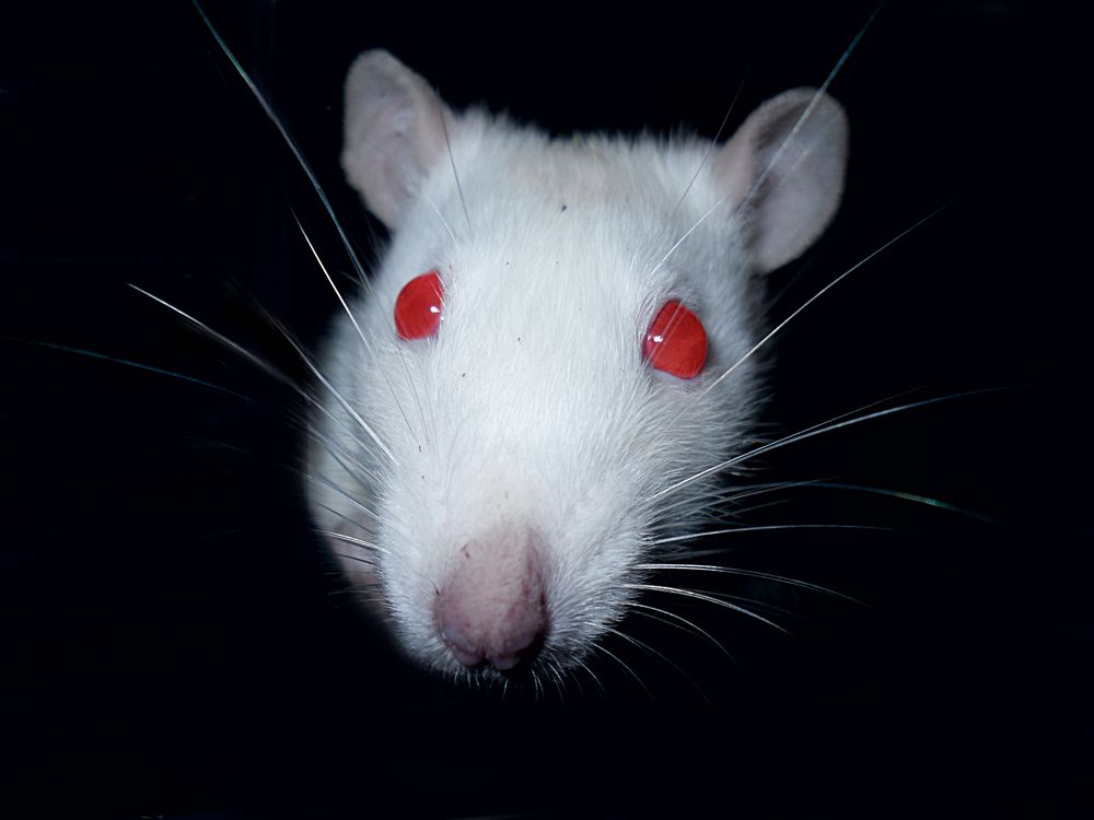 Jamie Albino Ratte Foto & Bild | tiere, tierdetails, pictures Bilder ...
