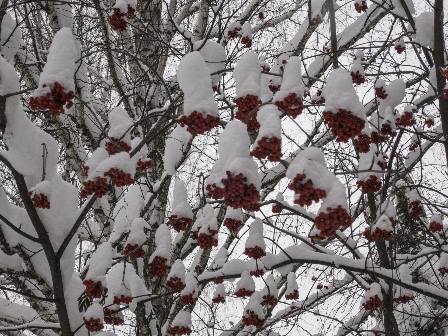 Januar Foto & Bild | winter, natur, pflanzen Bilder auf fotocommunity