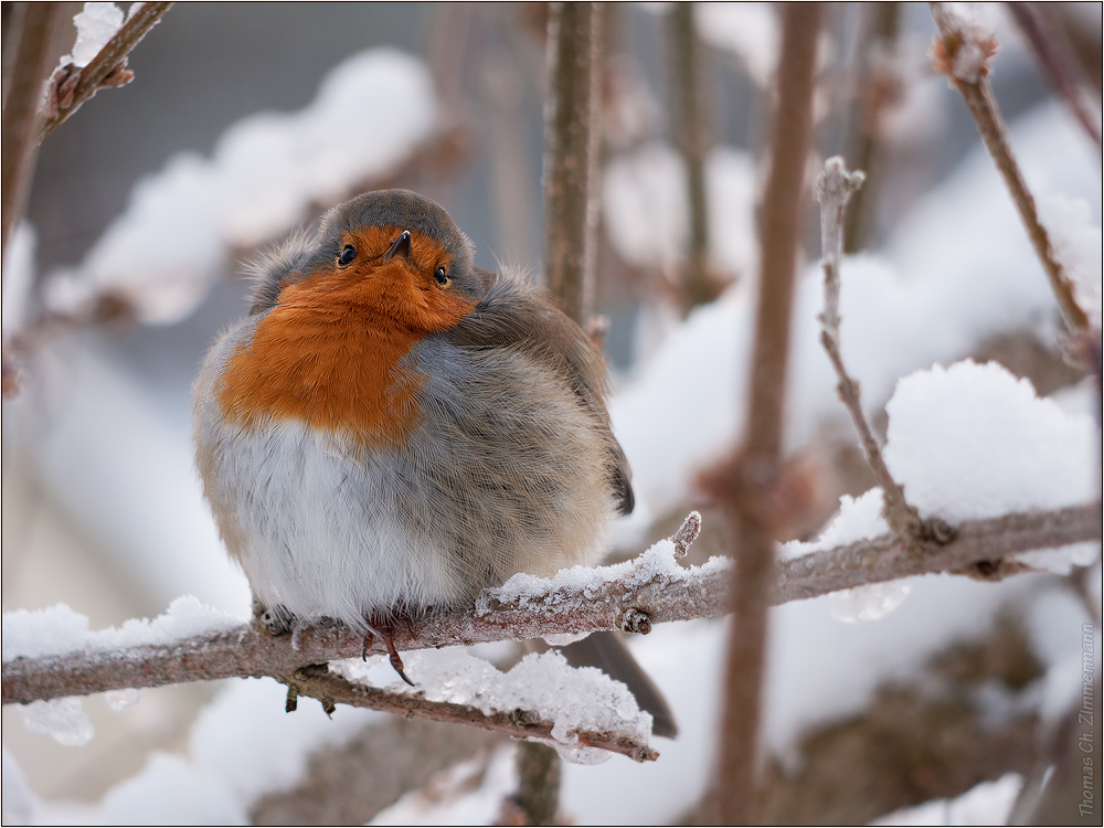 Januarbild Foto & Bild | tiere, wildlife, wild lebende vögel Bilder auf ...