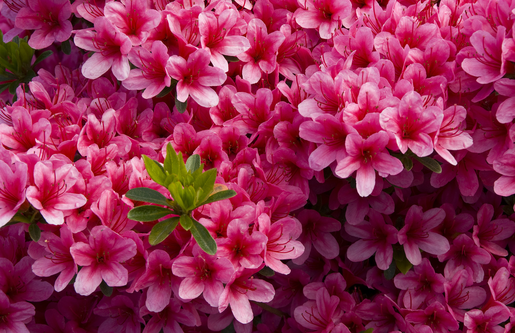 Japan-Azalee Foto & Bild | pflanzen, pilze & flechten, blüten ...